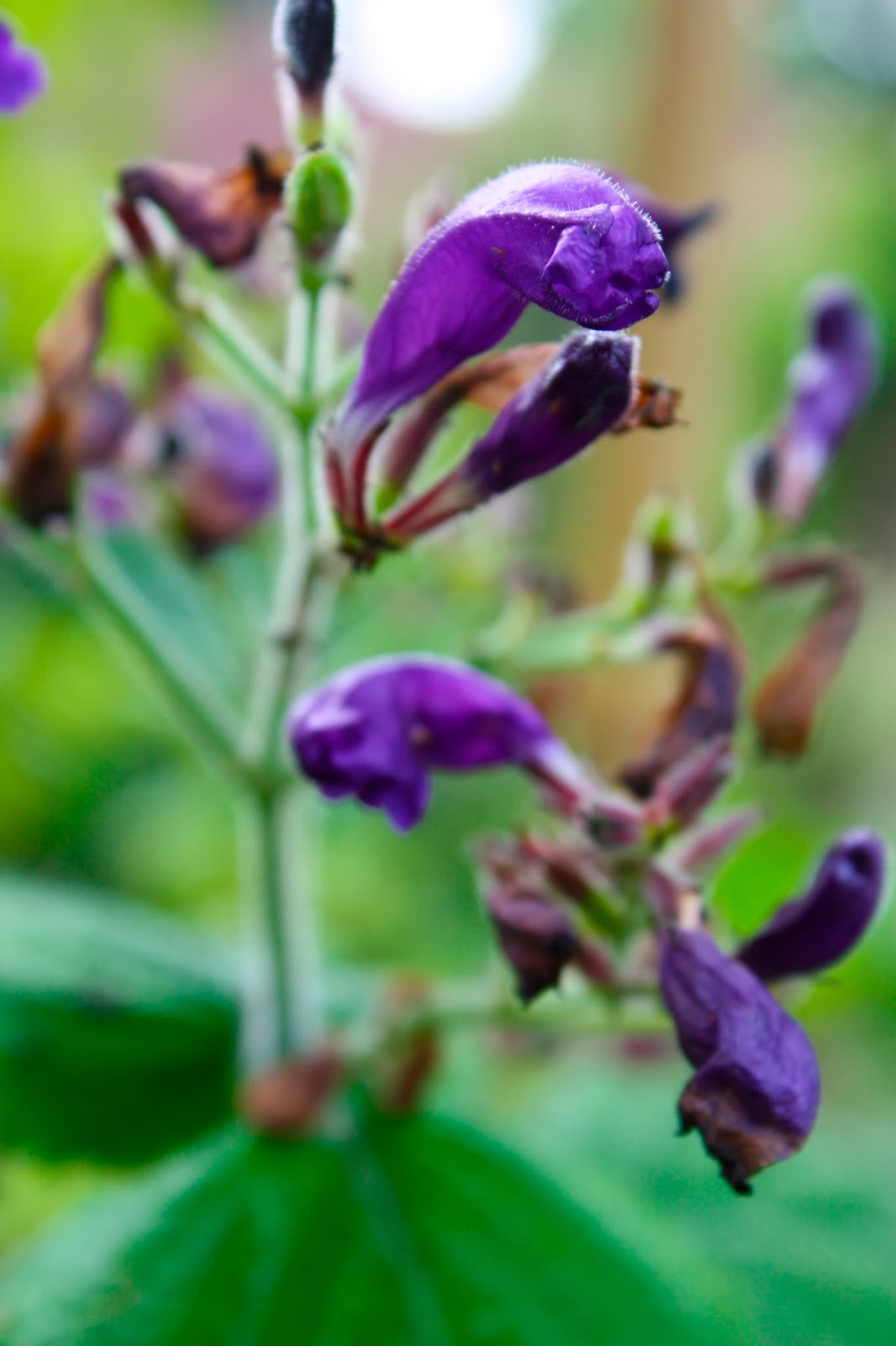 Koopman's Botanica: Strobilanthes atropurpurea – Trompetkruid