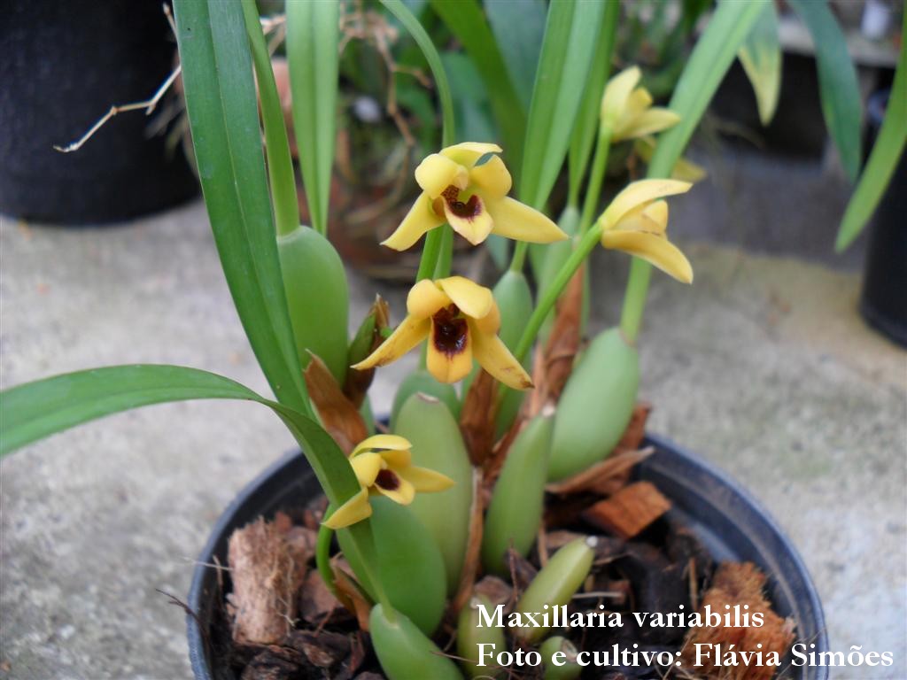 Orquidário da Flávia: Maxillaria variabilis