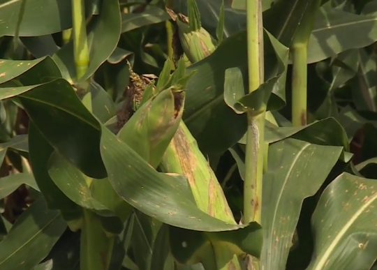 Corn Agronomy: August 2016