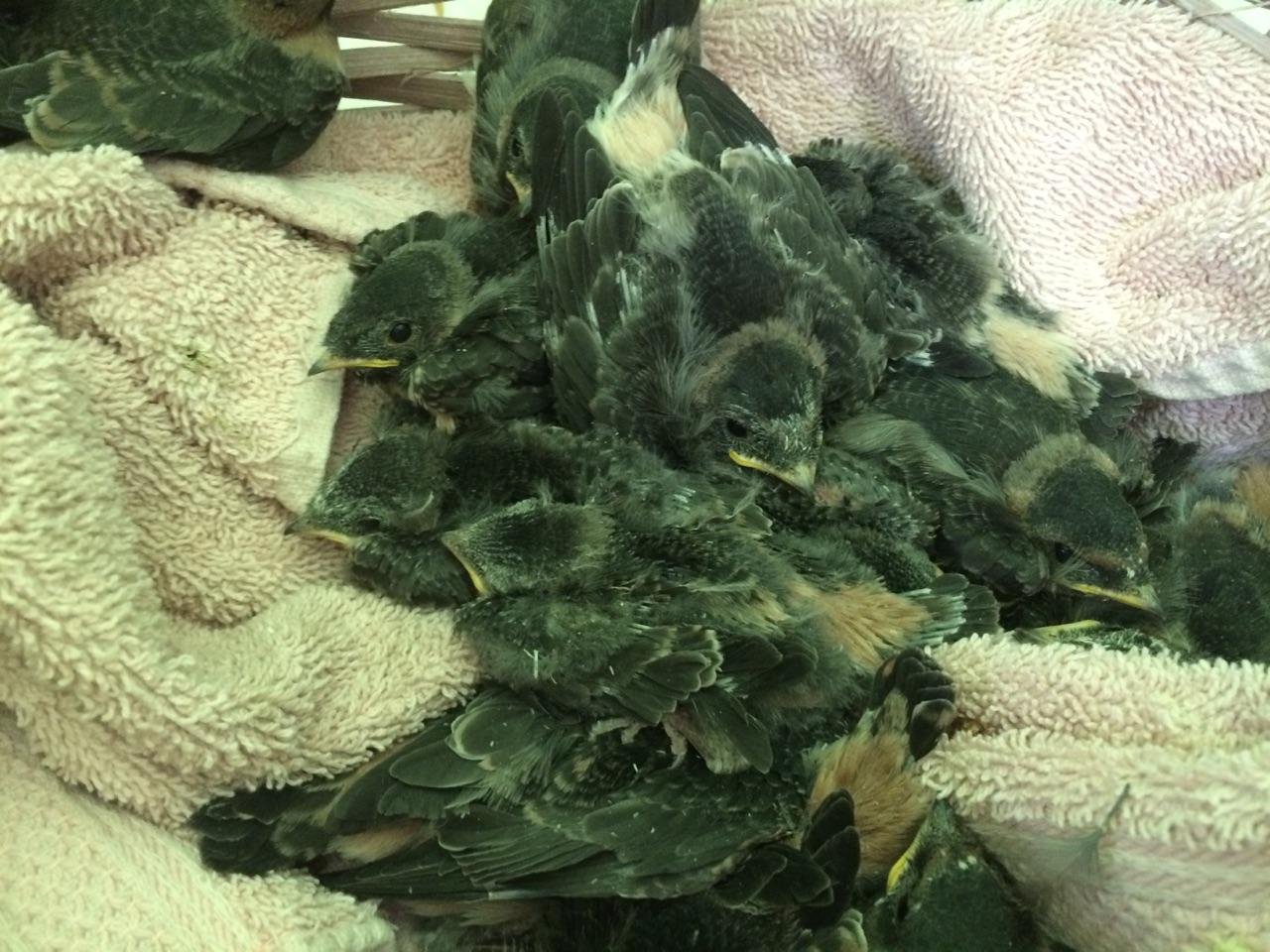 Big Sky Bird Rescue News: Buckets of Baby Birds!