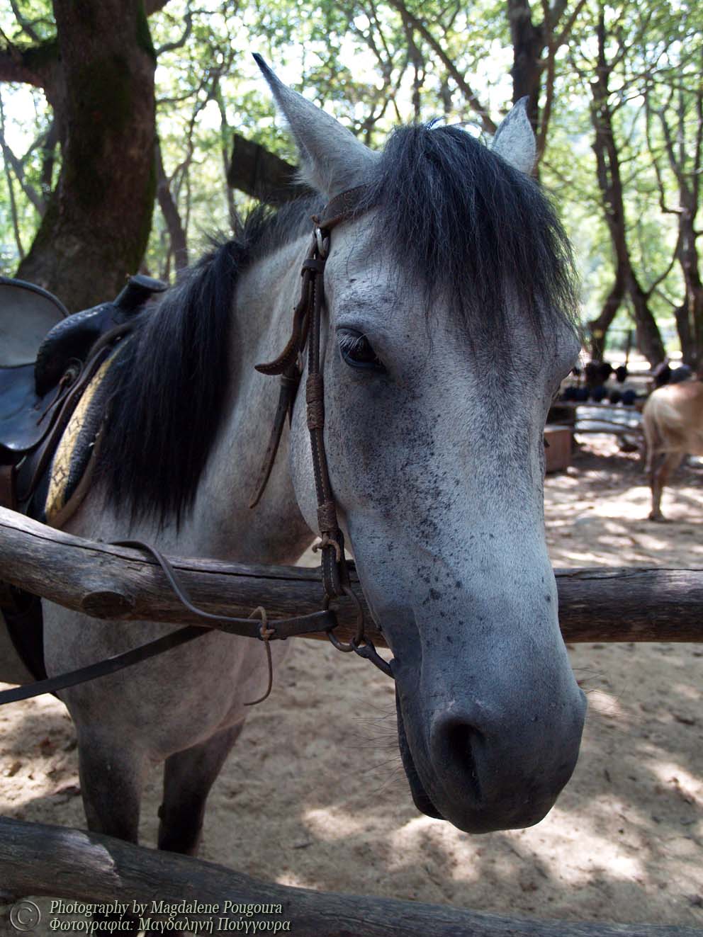 Hellenic Nature and Culture: Horses of Pindos breed / Άλογα της φυλής ...
