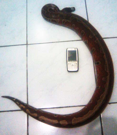 POPURI REPTILES: POPURI REPTILES : ULAR DIPONG / BLOOD PYTHON SEMI STRIPE ADULT ( BLOOD PYTHON ...