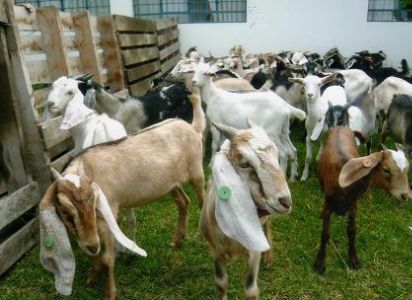 VISSANTERIAS y TERESIADAS: TUTORIAL DEL DÍA: LAS CABRAS