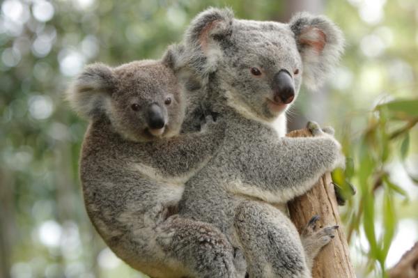 Amazing Koala: Endangered Species, Koalas Facts, Photos, Information ...