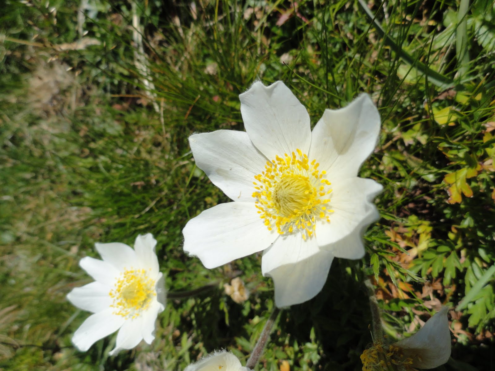 Frumusetile naturii: Dedițel alb (Pulsatilla alba)