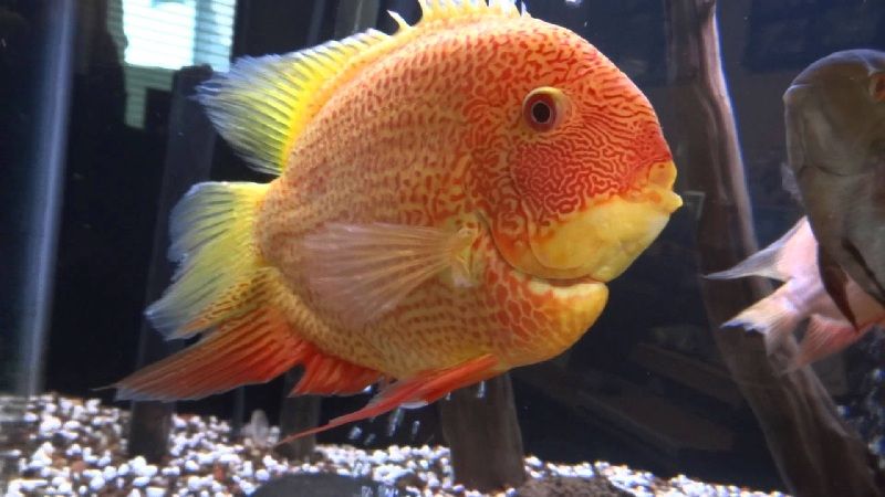 Budidaya Ikan Severum (Banded Chidhlid) - cara ternak ikan