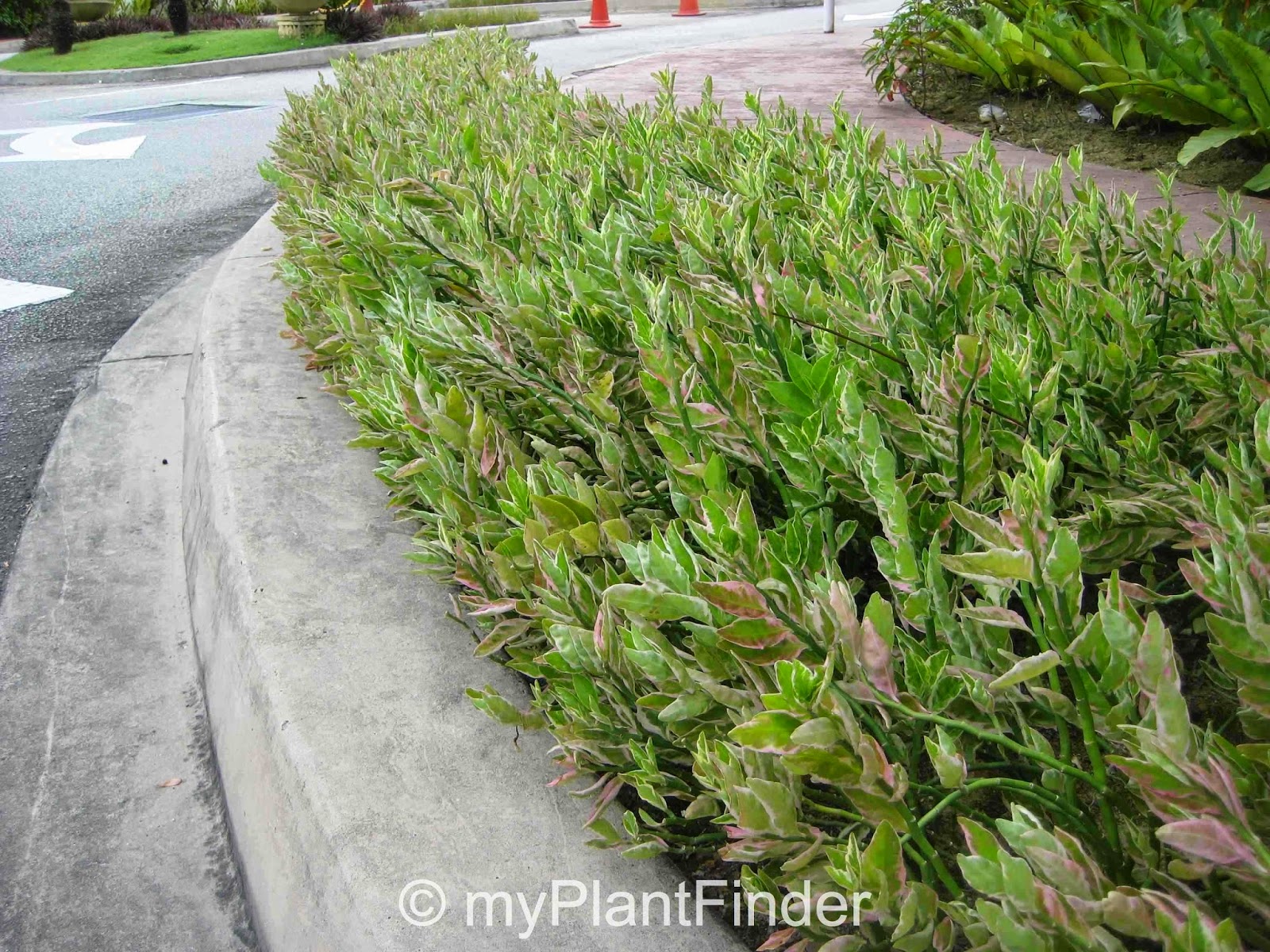 MY PLANT FINDER | Plant Guide: Euphorbia tithymaloides ssp. smallii ...