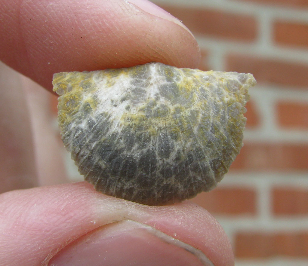 Views of the Mahantango: A silicified specimen of Protodouvillina ...