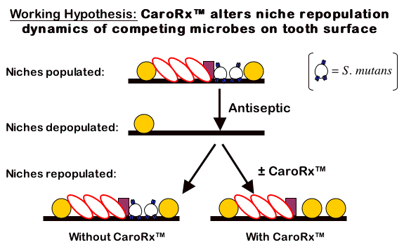 Dental Dreamz: Caries Vaccine - A Seminar