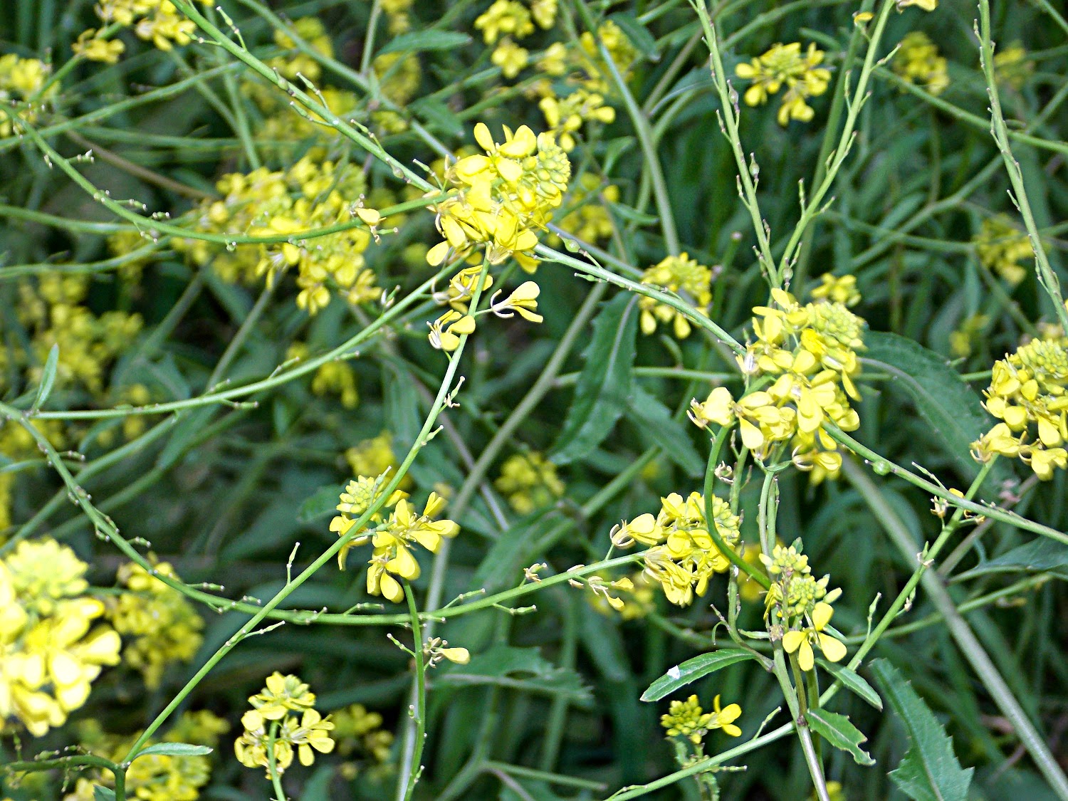 Plantas de Luján (Buenos Aires) (R - S): Rapistrum rugosum