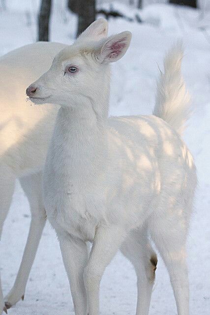 Beautiful white Deer