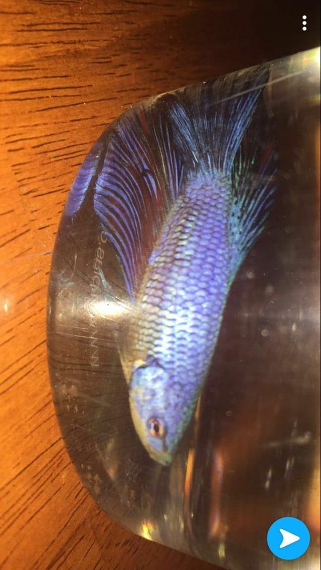 Betta Fish Spotlight: Pluto