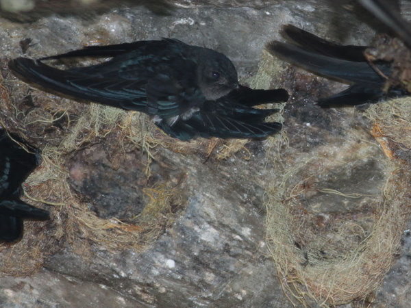 Mike is the name Birding is the game ( Birding in Malaysia - Malaysian ...