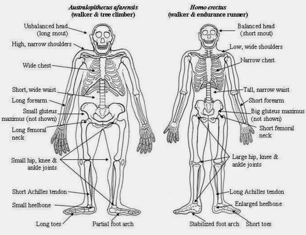 Compartiendo mi opinión: Lucy, el esqueleto de Australopithecus ...