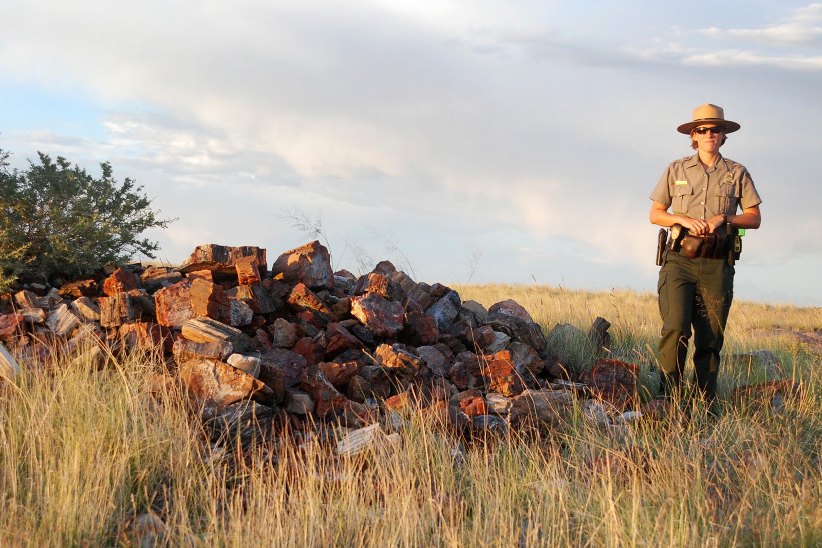 Rim Country Gazette: Petrified wood thieves suffer curse, guilt