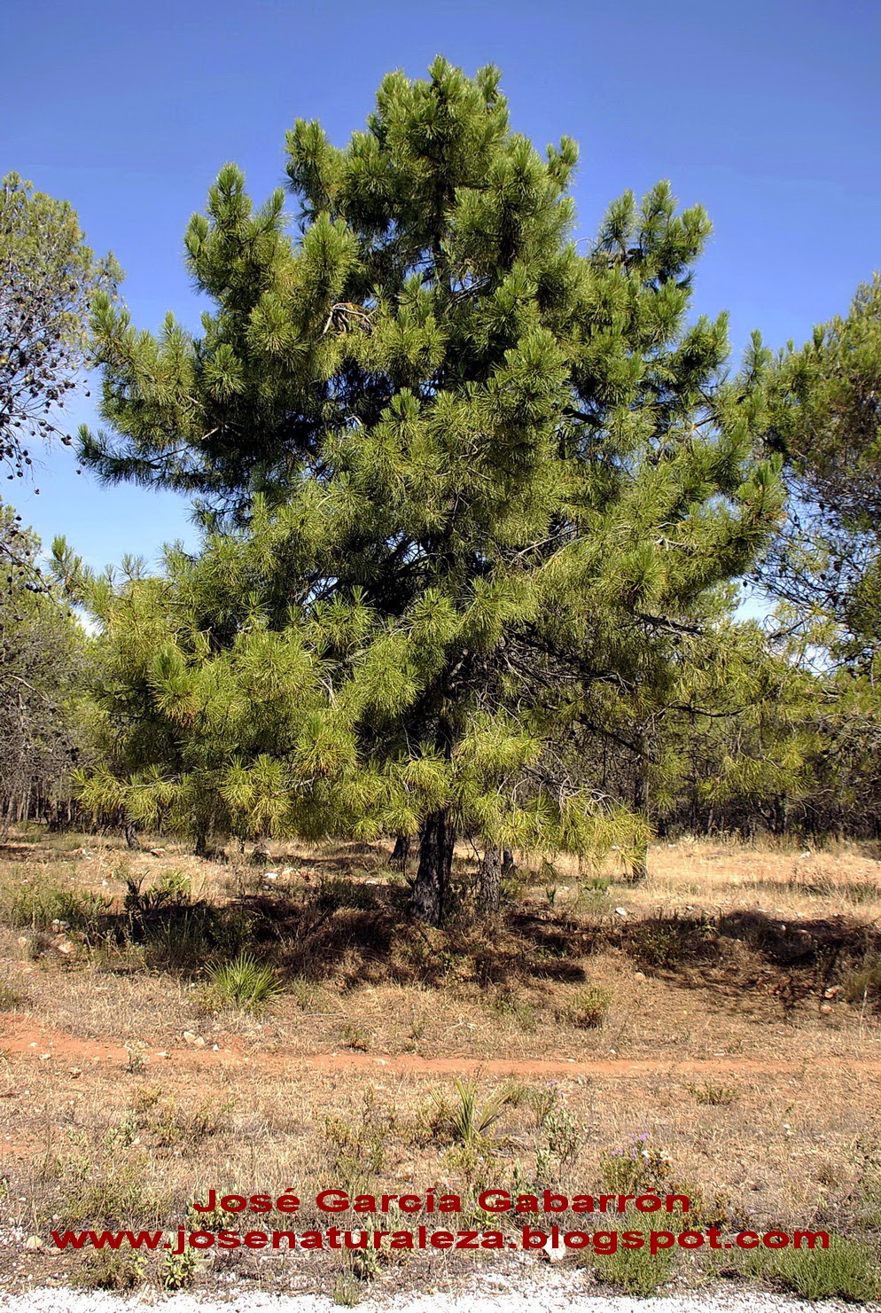 Pinus Pinaster