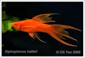 Finatics Tropical Fish : Finatics MId-Week Fish Order 6-25-14