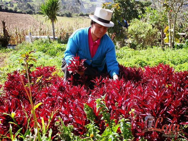 La Horchata Lojana, una fuente de salud