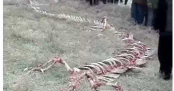 A Mysterious Dragon Skeleton Discovered In China - Unsolved Mysteries ...