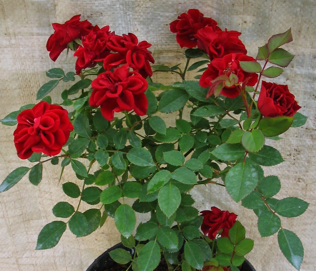 JENIS JENIS MAWAR | Budidaya Tanaman