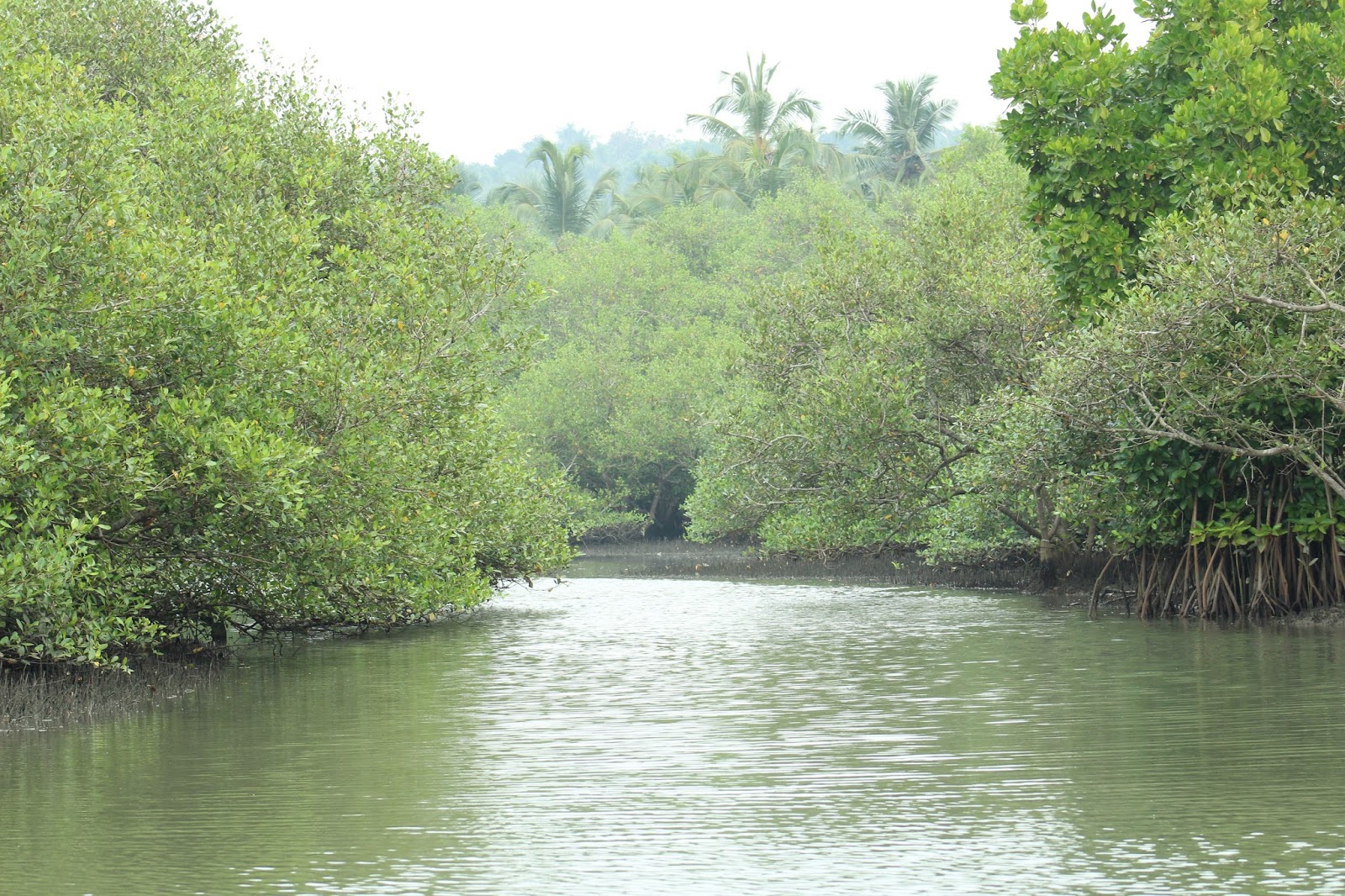 Island Tourism Kadalundi: KADALUNDI MANGROVE FOREST