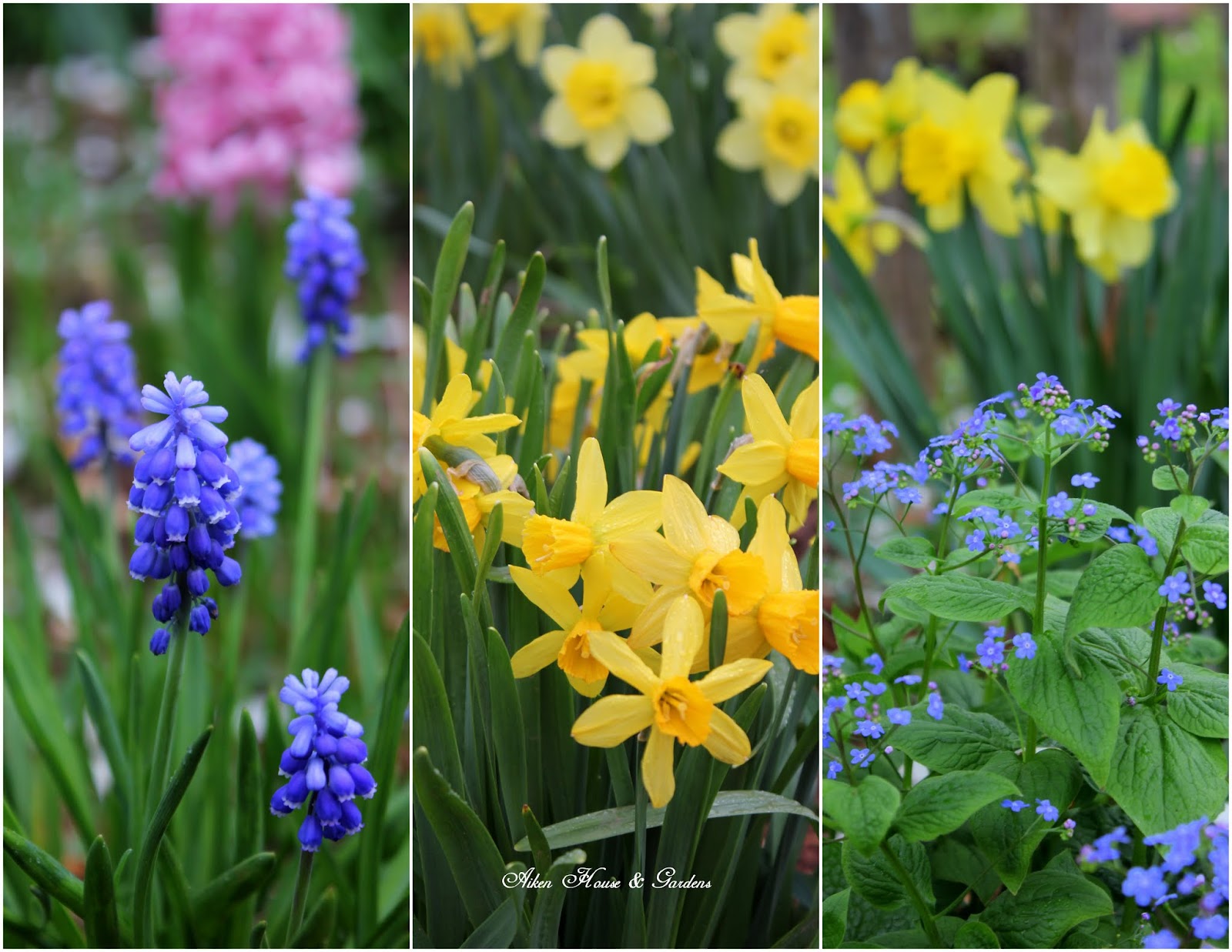 Aiken House & Gardens: Early Spring Garden Tea