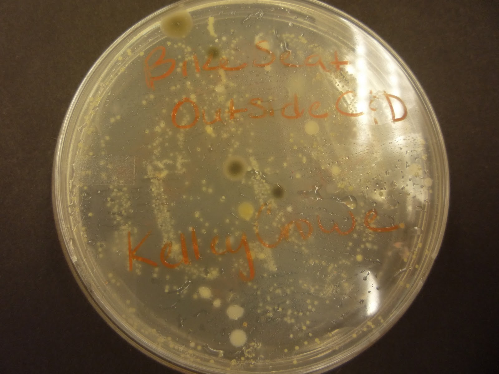 MicrobeDiscoveries: Taking a Pure Culture from the Environmental Samples