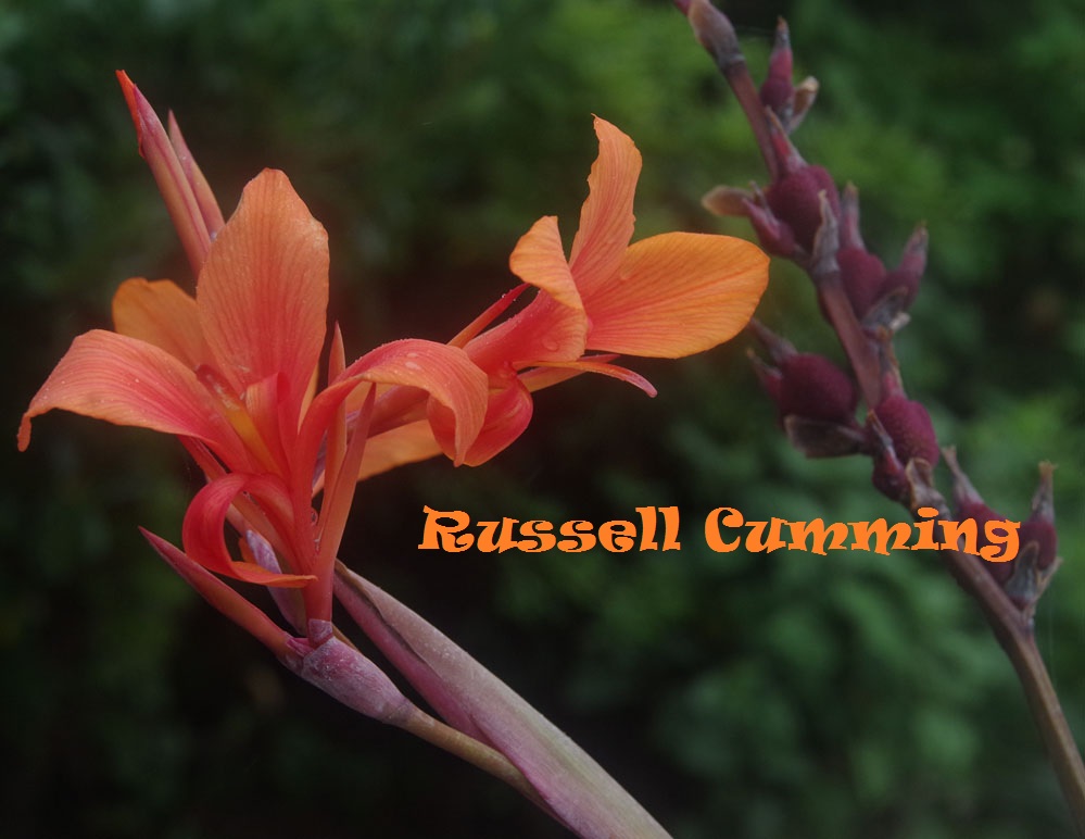 Canna indica ~ PLANTUKIS