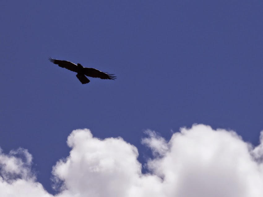 Life, Birding, Photos and Everything: Floating Down the River