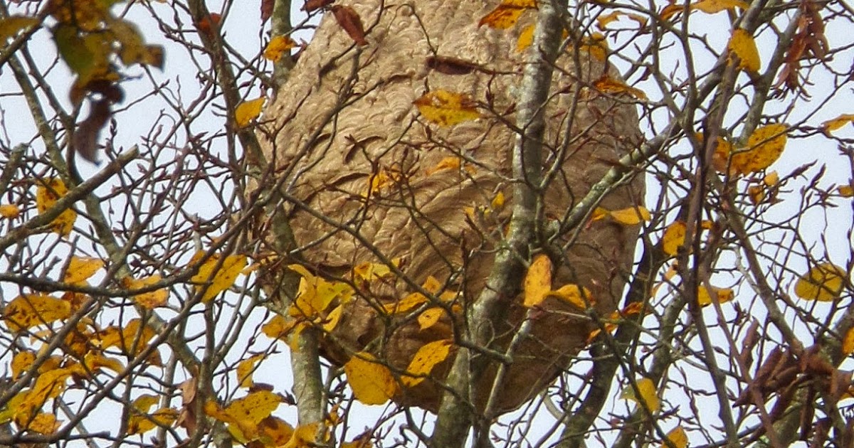 French wildlife and beekeeping: Asian Hornet nest in my apiary - 2014