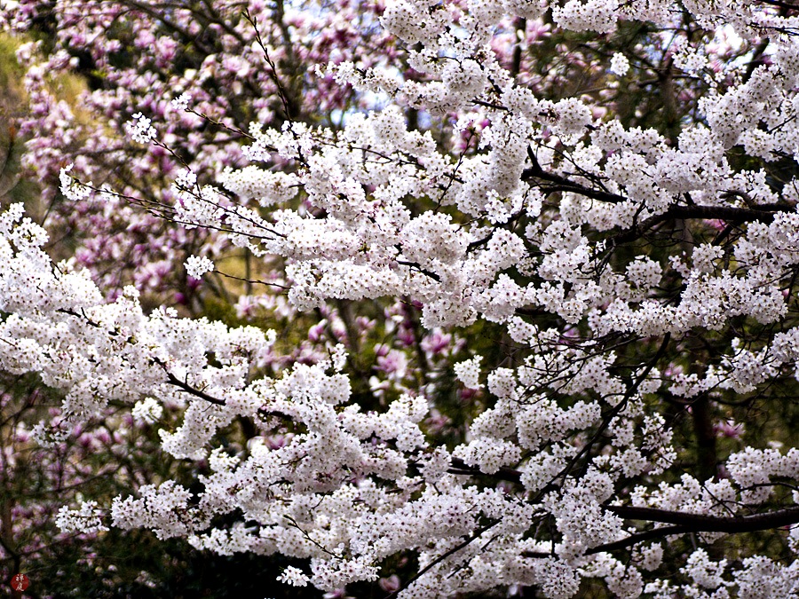 FROM THE GARDEN OF ZEN: Sakura (Prunus × yedoensis) flowers in Kencho-ji