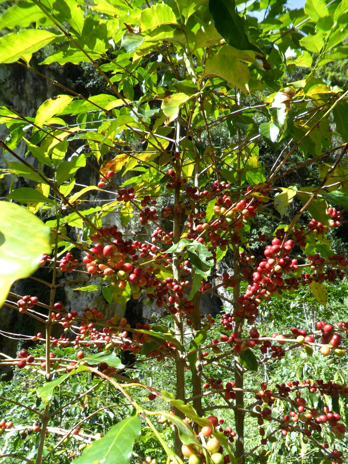 Dipa's Daily Dumplings: Bana’s Café, Sagada, In search of some fine poop!