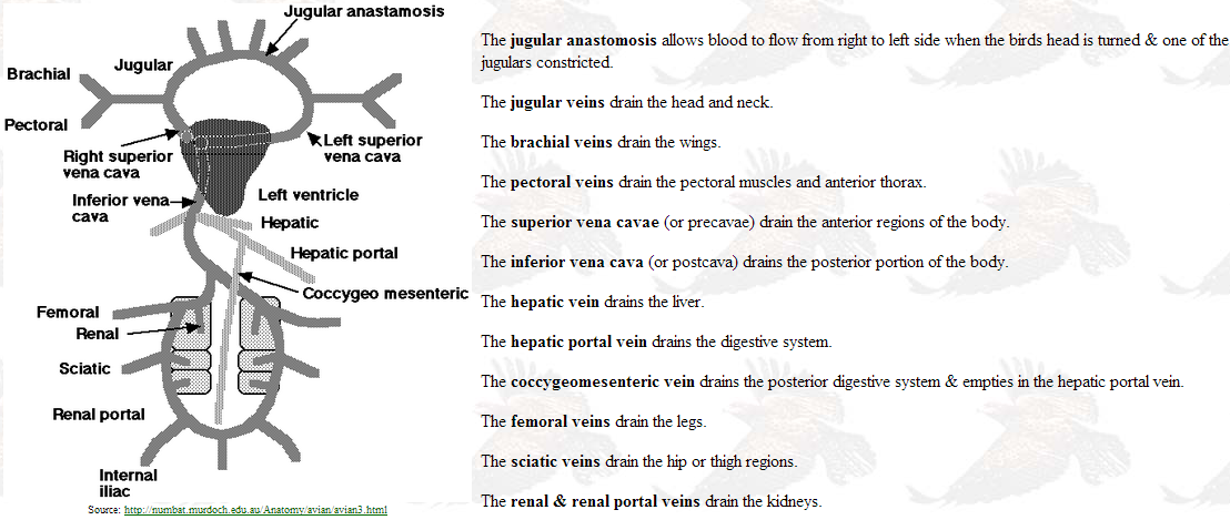 Animal Science Chicken Dissection: Cardiovascular System