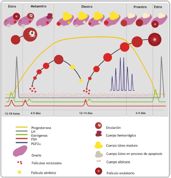 Las notas del Juevebes: La importancia de los ciclos reproductivos.