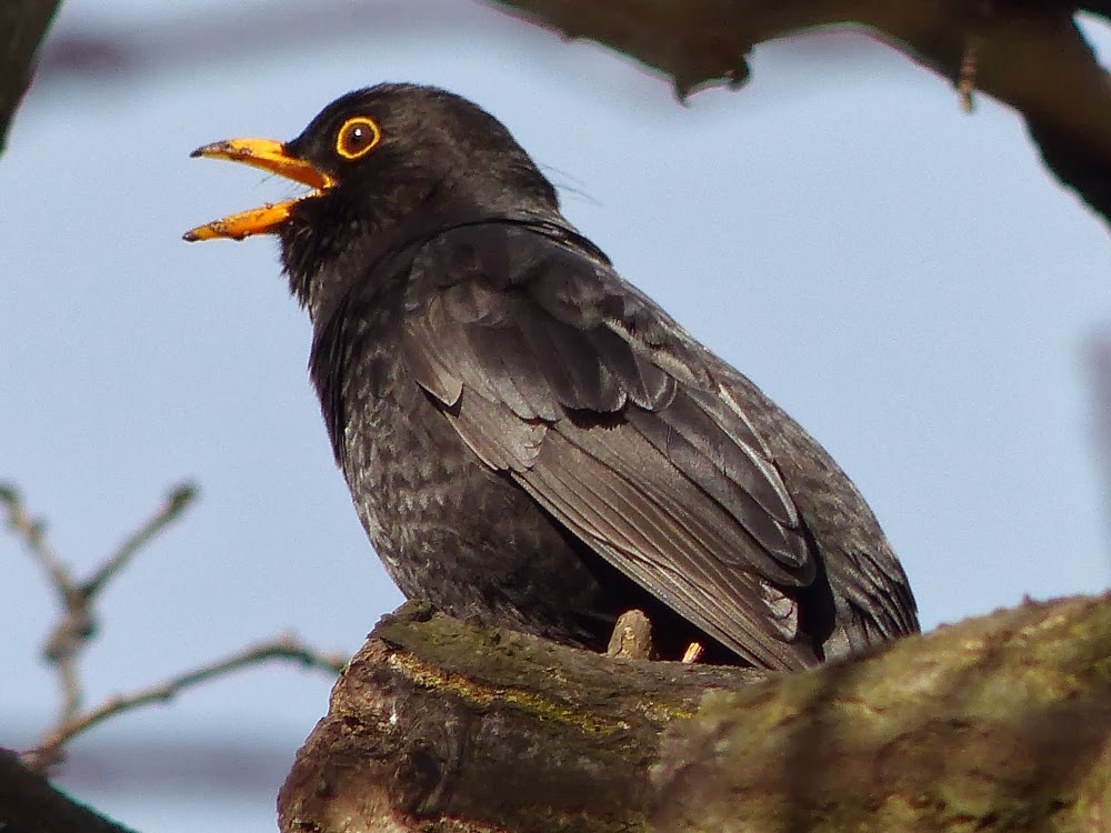Kensington Gardens and Hyde Park birds