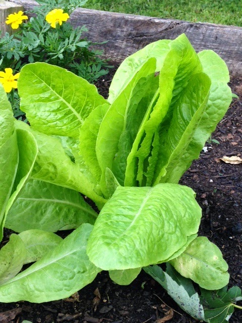 De La Tierra Gardens