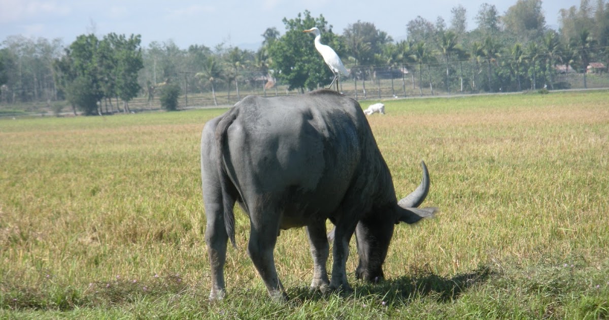 Father's Blog: Ang Kalabaw at Ang Tagak