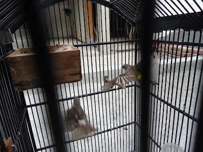 Finchpolis: the Serins Breeding: Black Throated X Gray Singing Finch ...