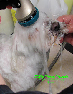 Pet Grooming: The Good, The Bad, & The Furry: Face Washing