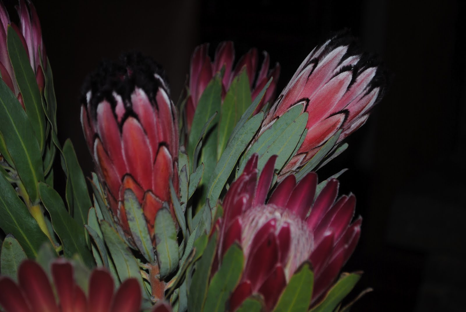 Home on the Range: PROTEA