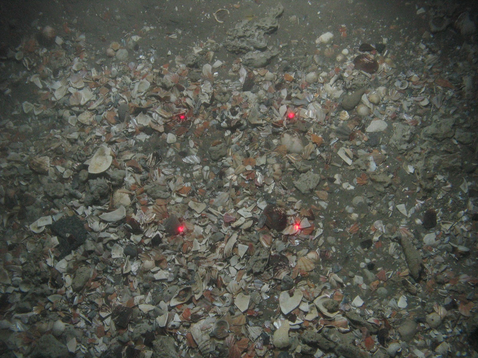 JNCC marine survey update: Shell hash and submarine structures...