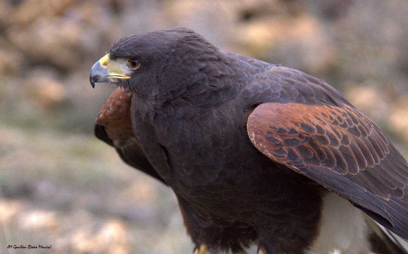 Fotografía de Naturaleza - JM Gavilán: Halcón Harris (Parabuteo unicinctus)