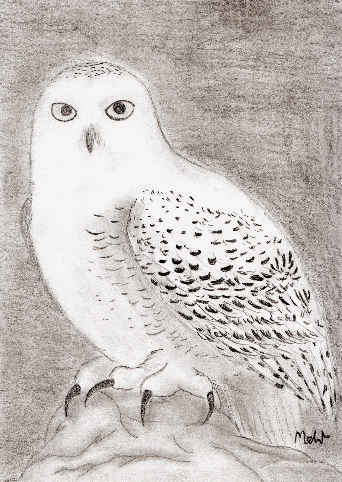 Ptasimi Śladami: Rysunki