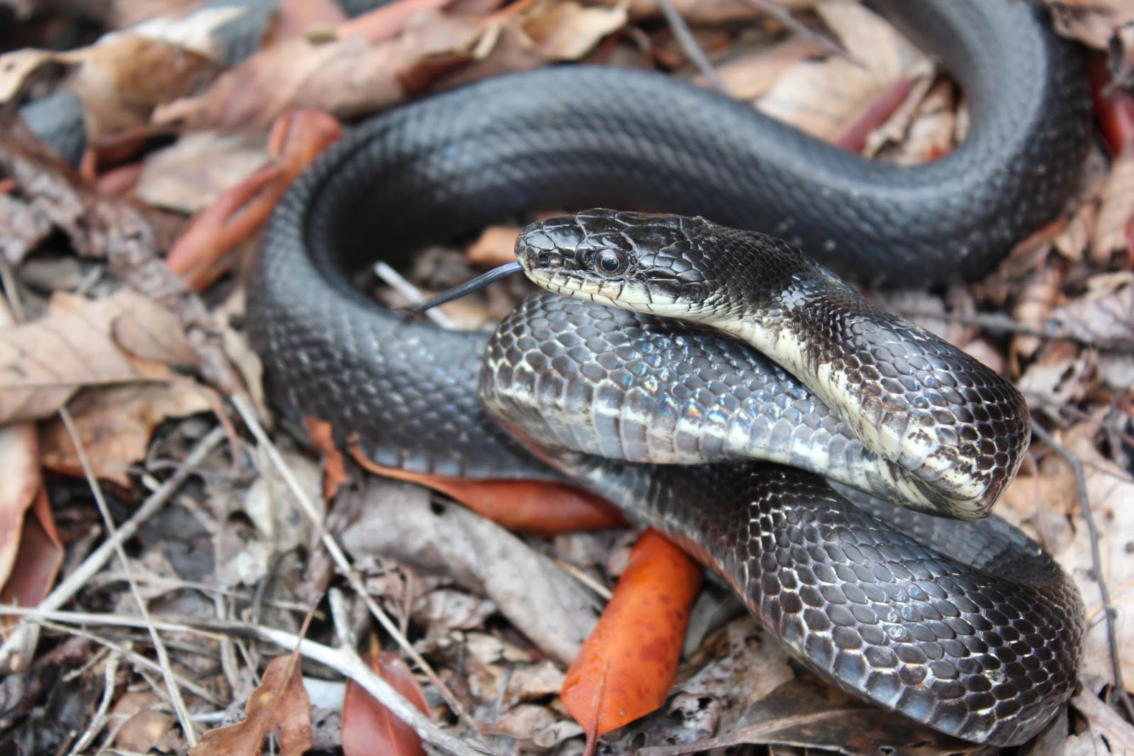 Herping New Jersey and Pennsylvania: Spring and Summer Snakes in Nj and Pa