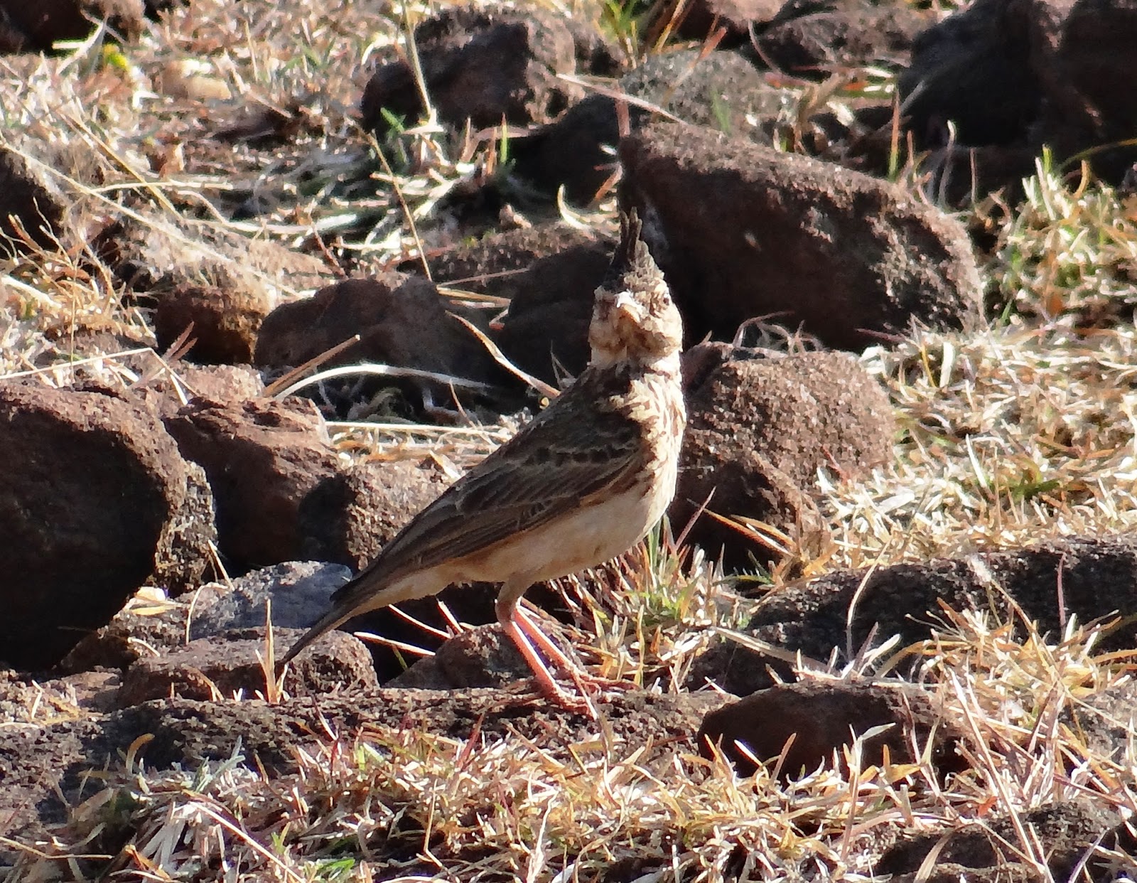 sunshinecoastbirds: Birding Mudumali Tiger Reserve - India Part 6
