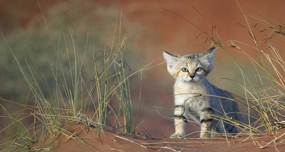 Ministry of sand cats vivid images and lovely | Gallery Wallpaper HD