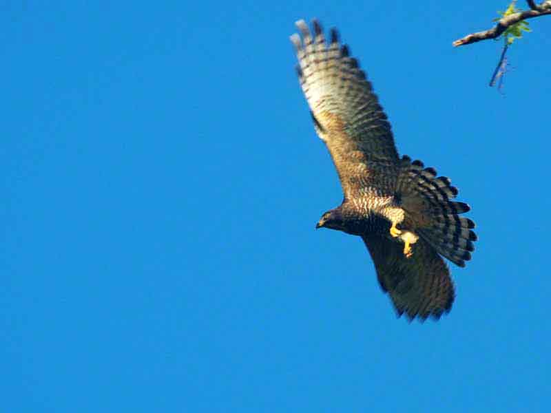 Ryukyu Life: Wildlife Photo: Grey-faced Buzzard Eagle