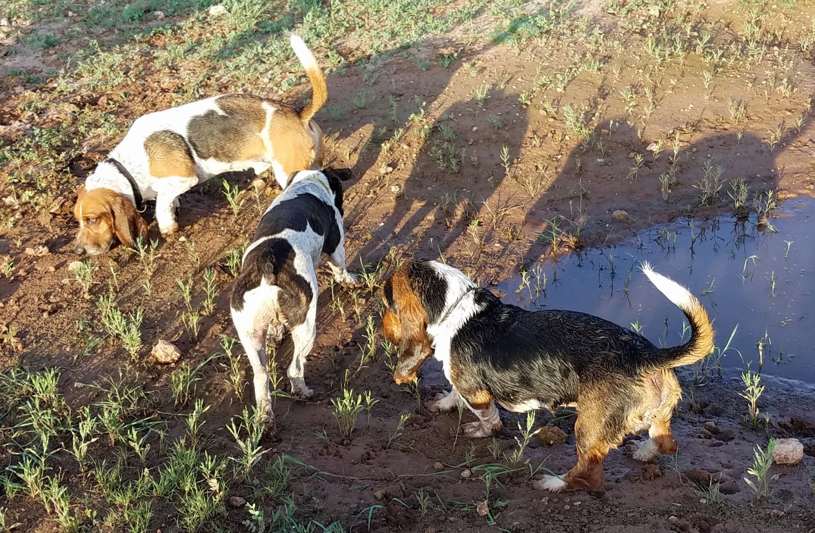 Lovin' Life At The End Of The Dirt Road: Hound Dog Invasion