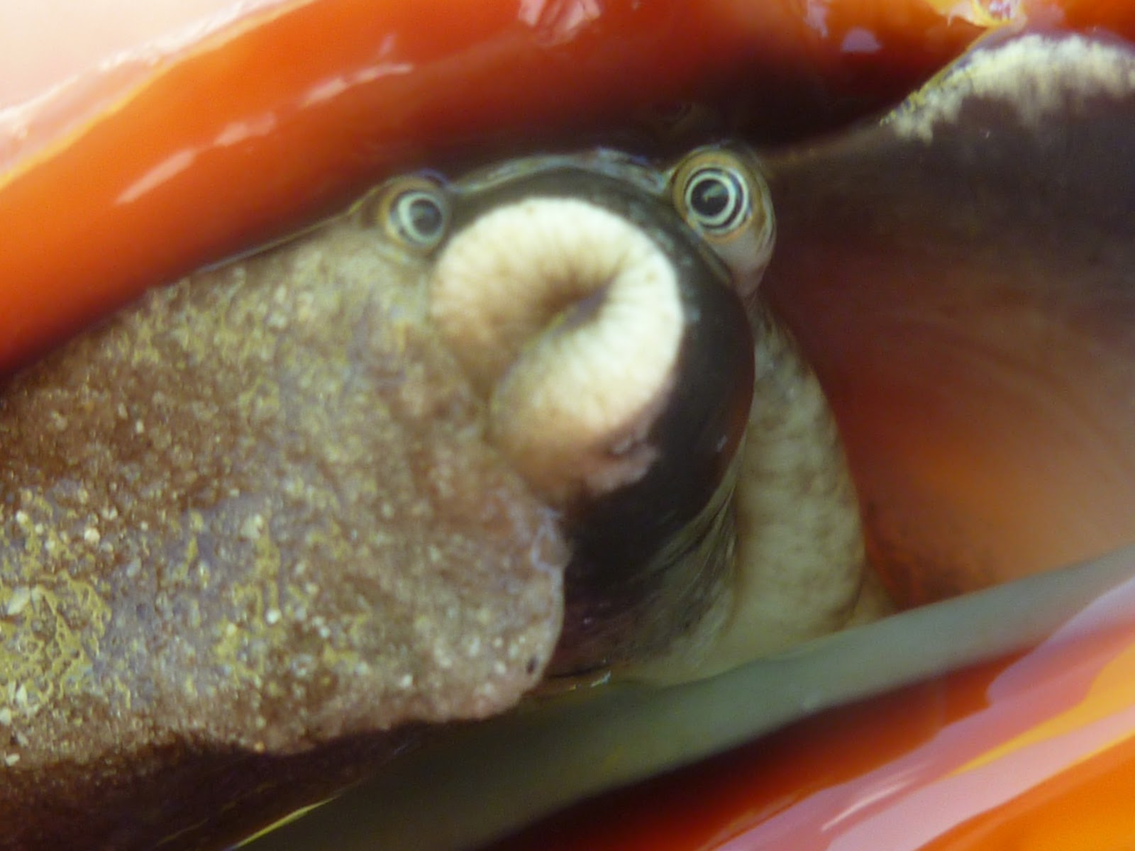 HANDS ON SEA CREATURES AT THE BEACH (APOLOGIA SWIM CREATURES) BEACH ...