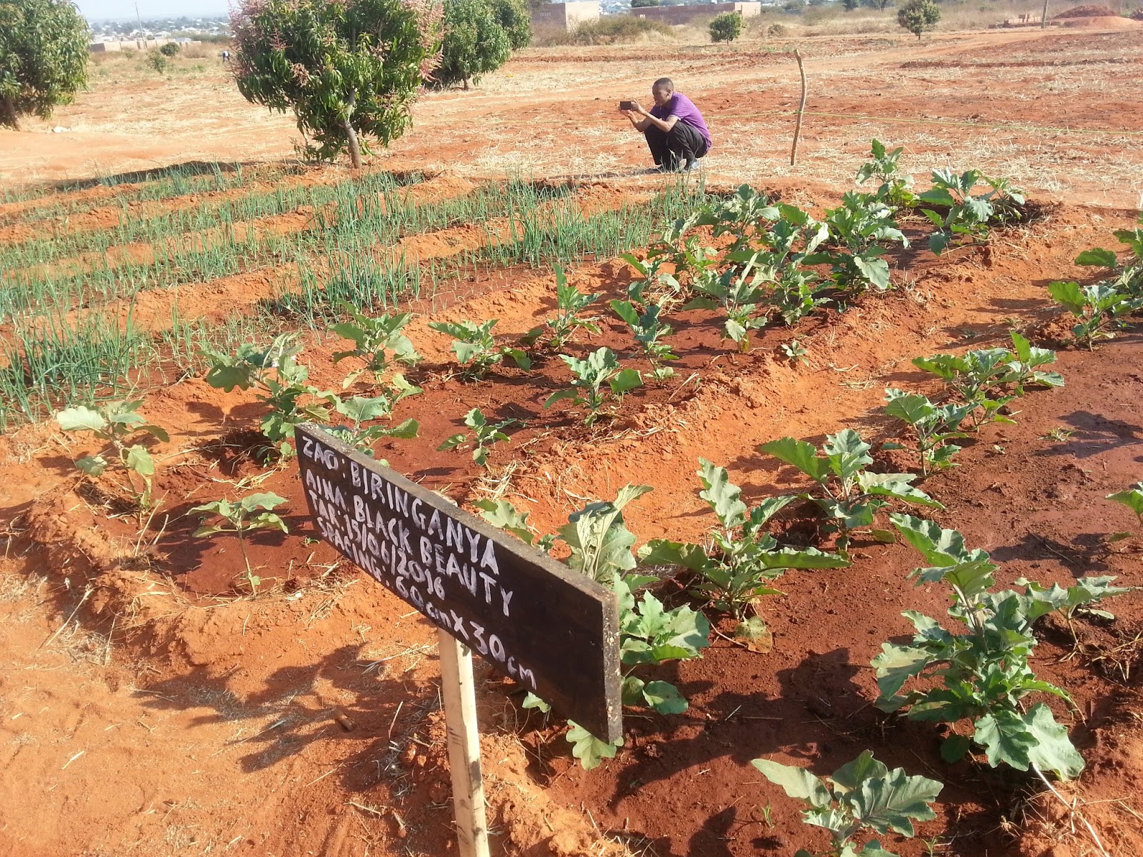 CHEMBA DISTRICT COUNCIL-DODOMA: August 2016